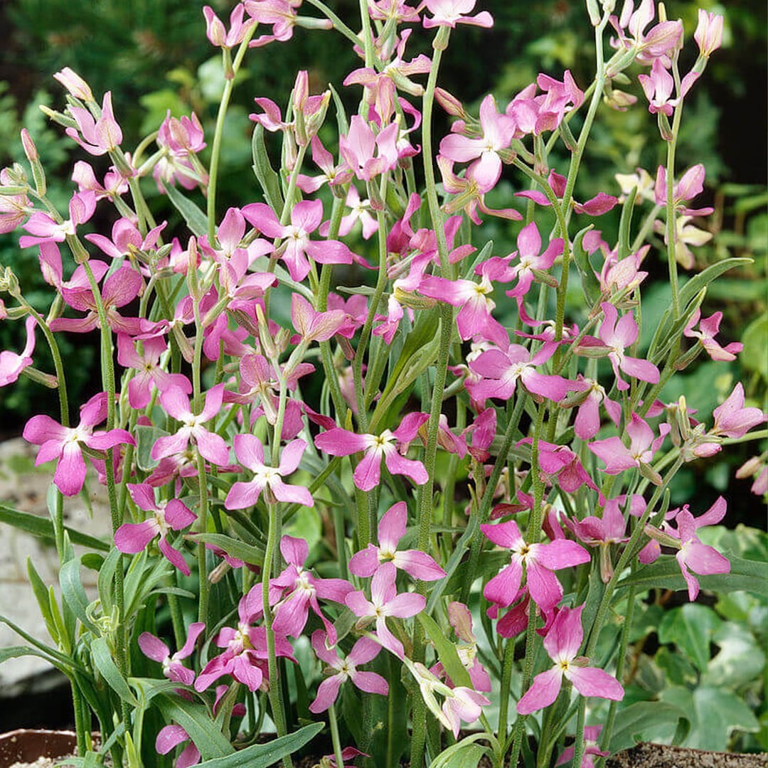 200 Evening Scented Stock Seeds | Matthiola Longipetala, Night-fragrant ...