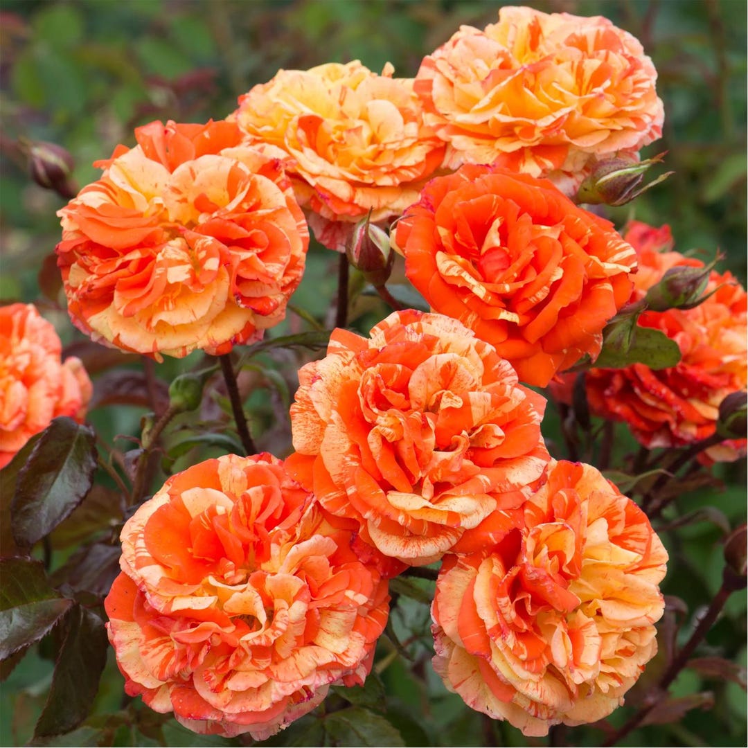 30 Seeds | Oranges and Lemons Shrub Rose – Striped Yellow & Orange ...