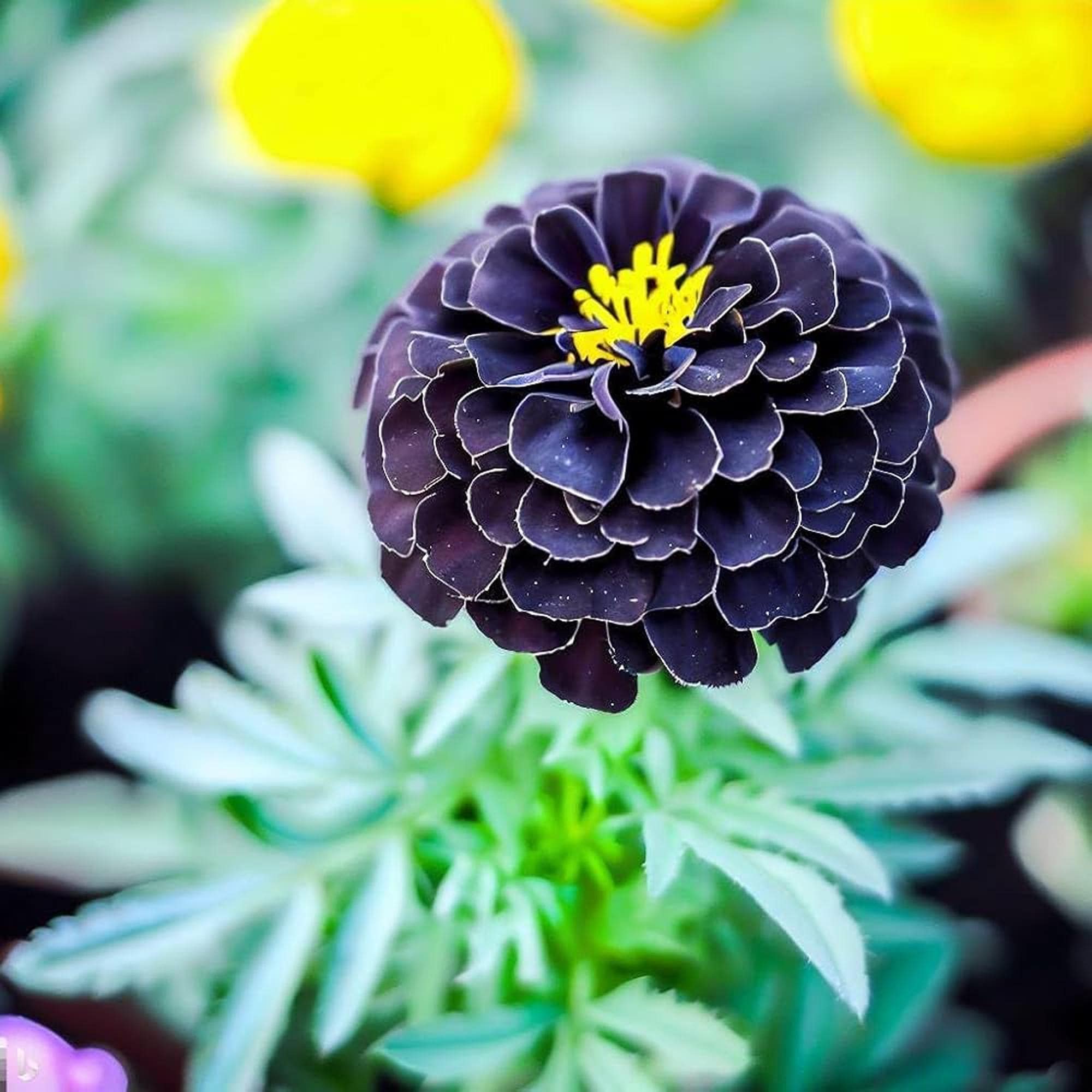 25+ Hybrid Black Marigold Seeds – Deep Maroon to Black Blooms, Unique ...