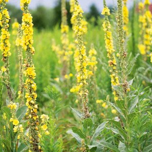 101 Seeds | Common Mullein Herb Seeds – Heritage Plant, Tall Fuzzy ...