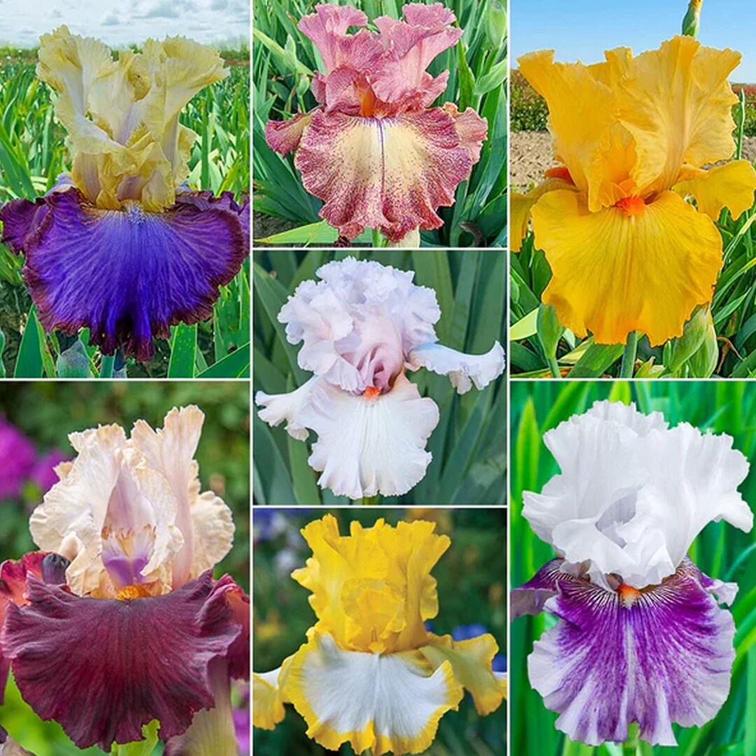 30 Seeds | Mixed Color Rare Iris Flower Seeds, Perennial Blooms, Autumn-flowering Iris Mix, Easy ...