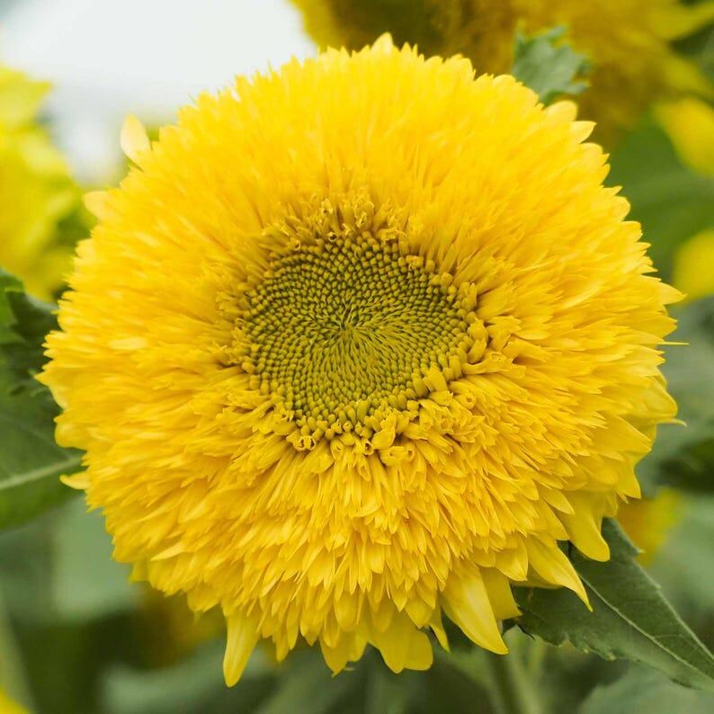 25+ Gummy Bear Sunflower Seeds, Fluffy Double Blooms, Easy to Grow, Kid ...