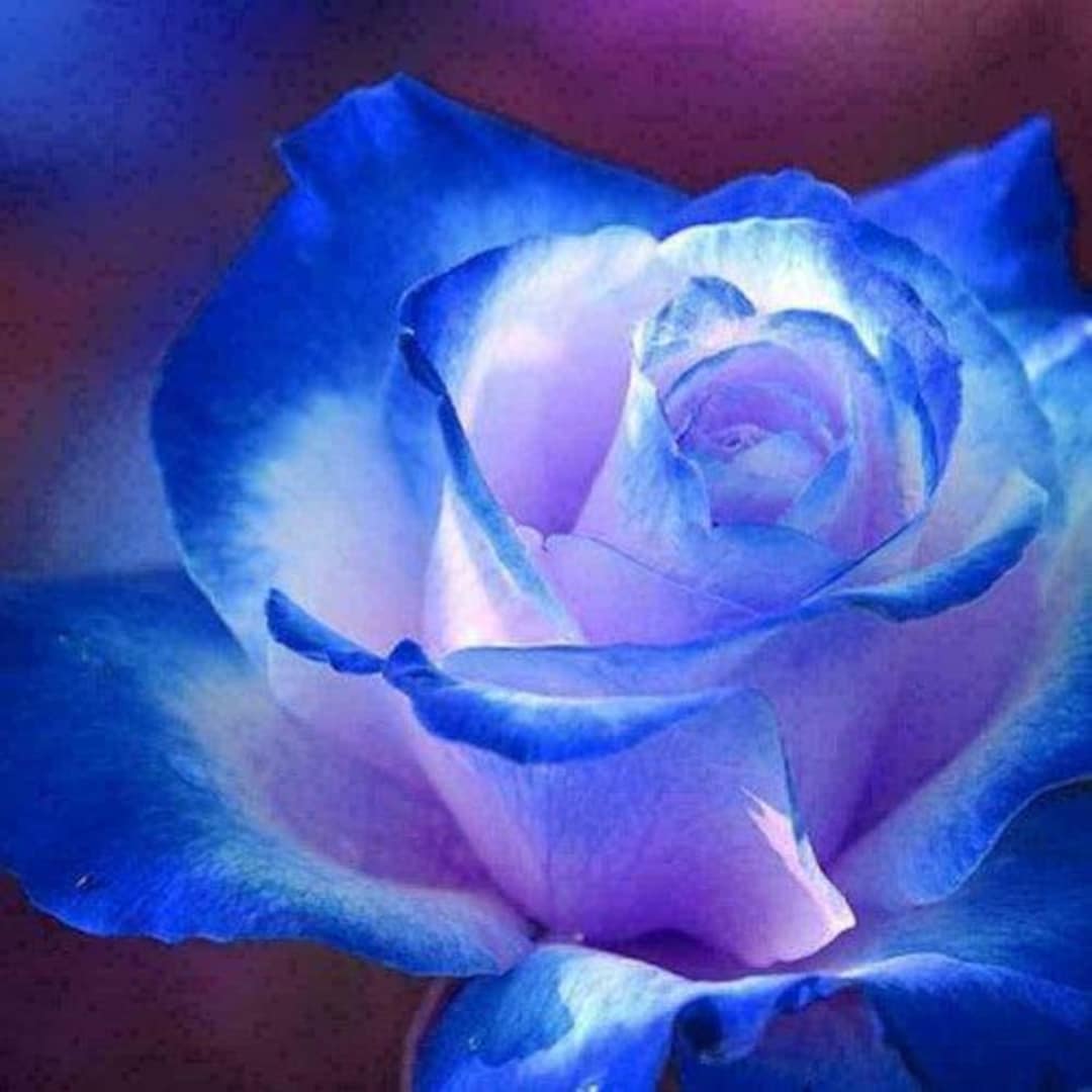 30 Seeds | Blues Blue Rose Seeds, Special Perennial Rose, True Blue ...