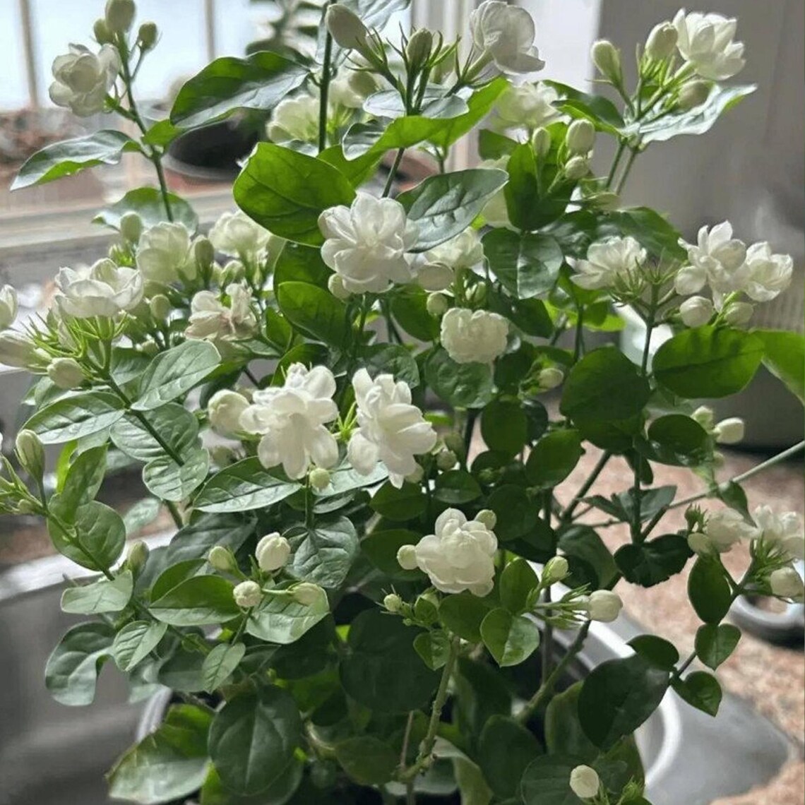 12 Jasmine Fragrant Seeds | Exotic Highly Scented Climbing Vine ...