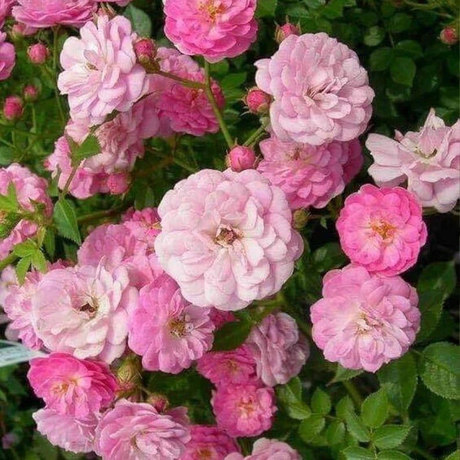 30+ Dongmei Rose Seeds, Rare Chinese Heritage Rose, Fragrant Perennial ...