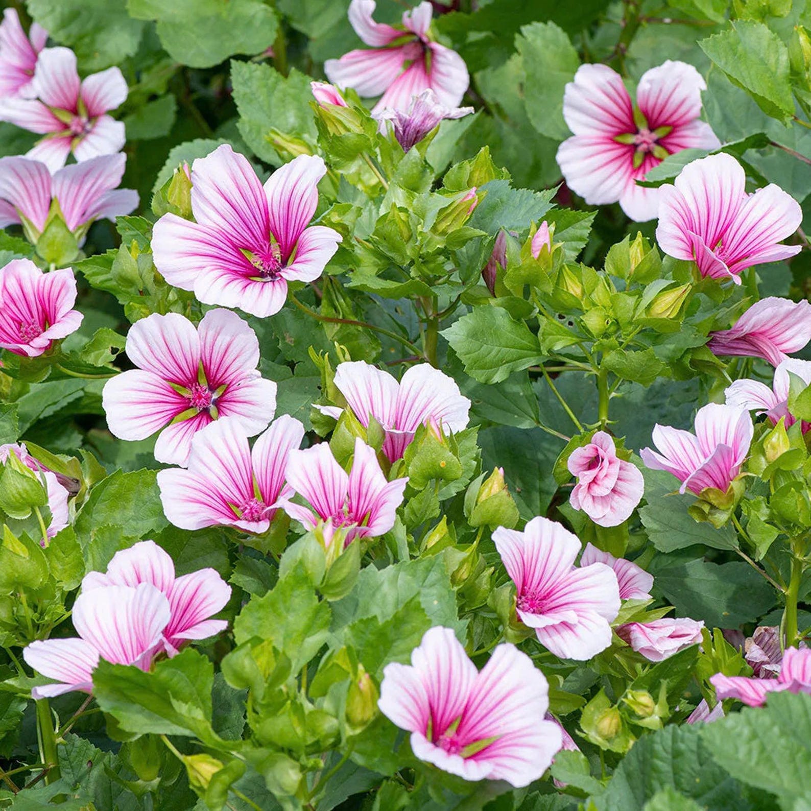 Malope Trifida Seeds – Dwarf Rose Mallow – Pink Magenta Annual Flowers ...