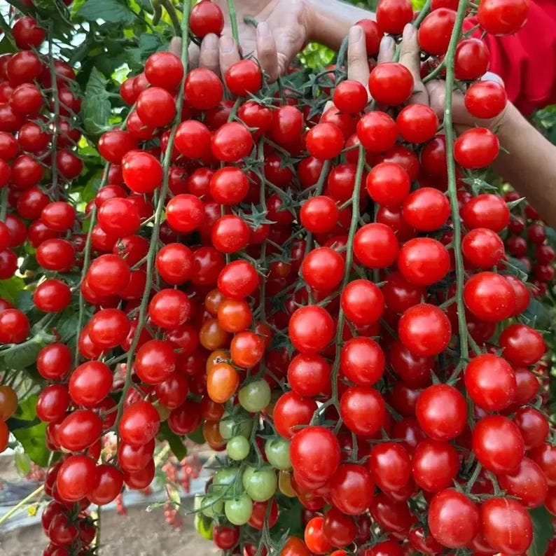 100 Waterfall Tomato Seeds – Small Red Cherry Variety, High-yield ...