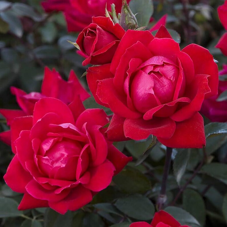 30 Seeds | Cherry Red Double Knockout Rose Seeds - Hardy Perennial ...