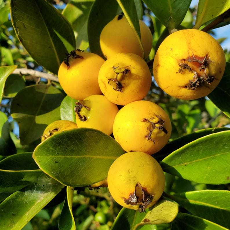 20 Seeds | Yellow Lemon Guava Seeds, Sweet Citrus-flavored Guava ...