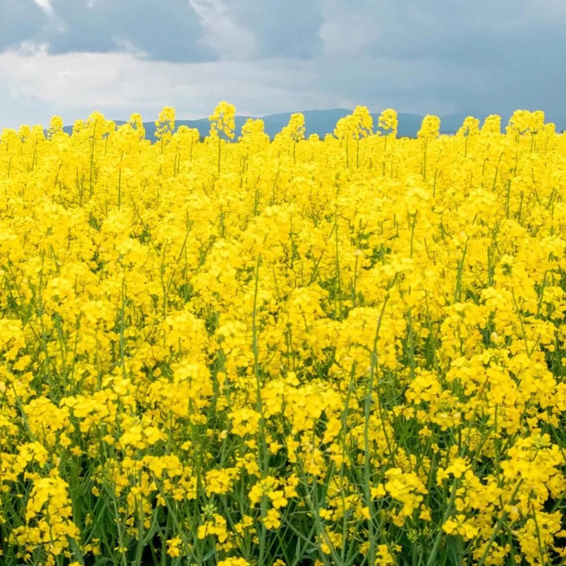 2000+ Seeds | Mustard Spring Microgreens – Fast-growing, Nutrient-rich ...