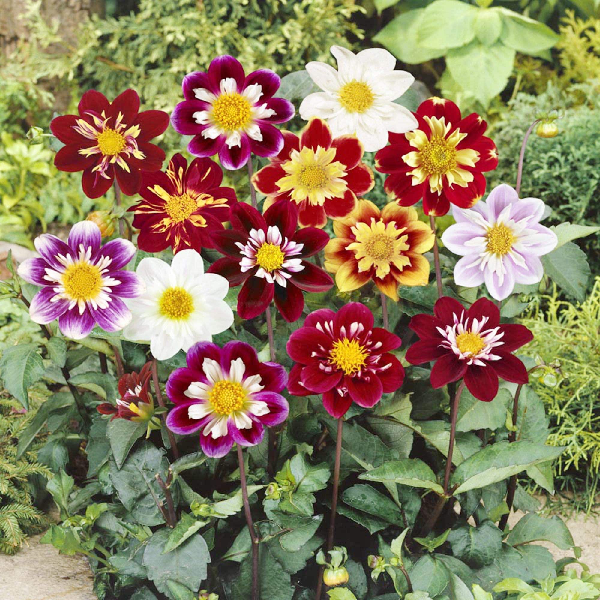40+ Seeds | Mixed Collarette Dahlia Seeds - Perennial Blooms - Unique ...