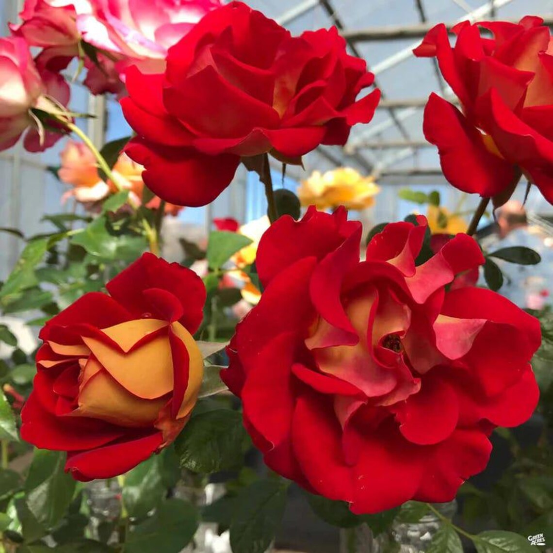 30 Seeds| Ketchup & Mustard Rose Bush Seeds, Red and Yellow Bicolor ...