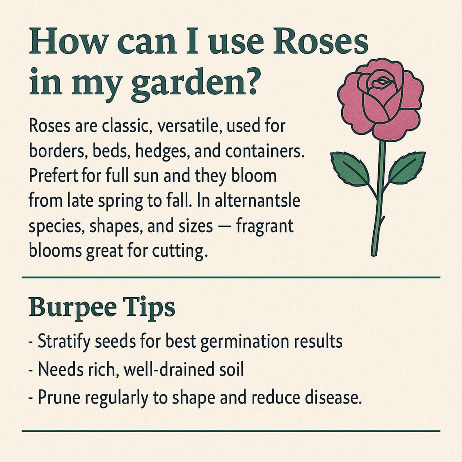 20 Seeds | Special Three-color Rose Seeds, Heirloom Multicolor Blooms ...
