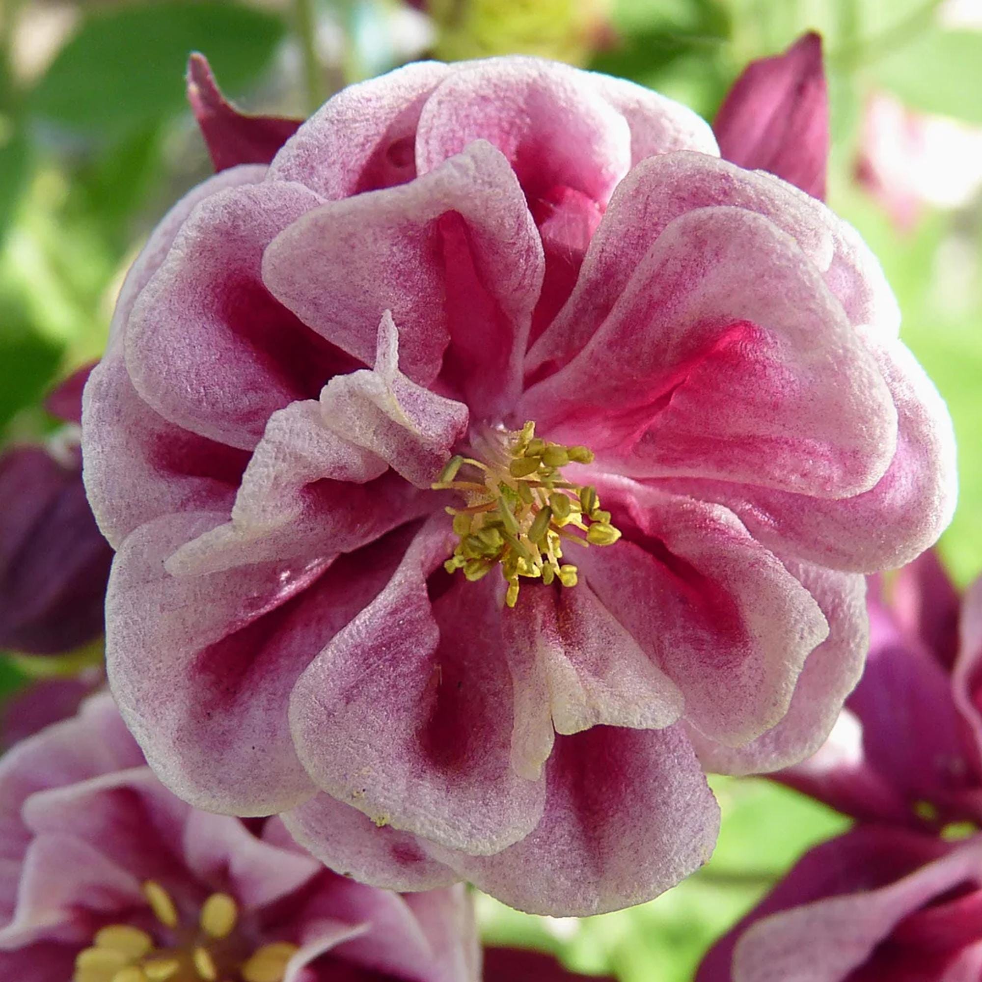 50 Double Rose Columbine Seeds | Aquilegia Perennial, Elegant Pink-red ...
