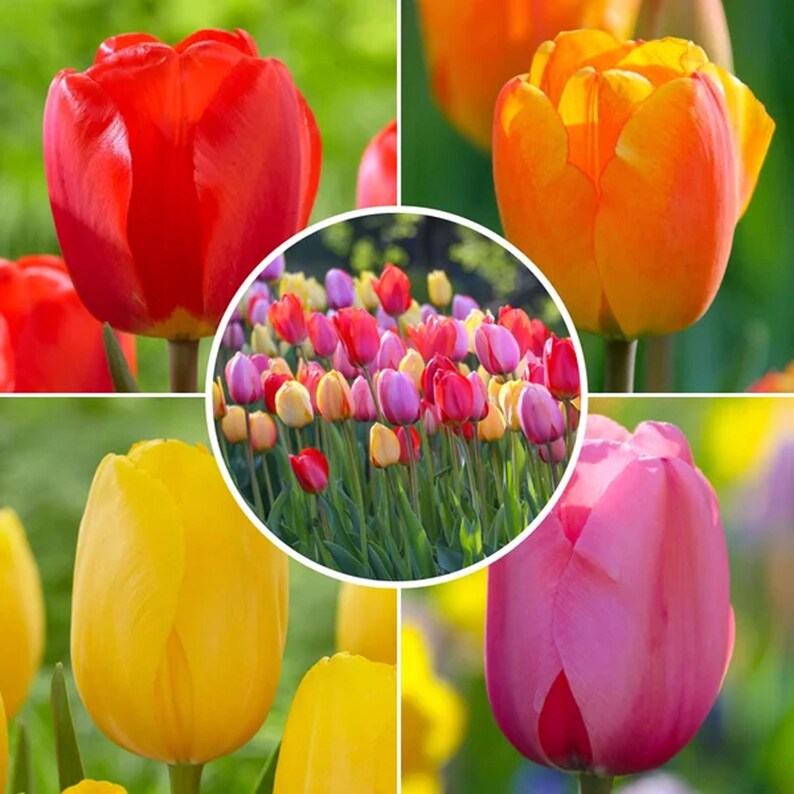 20 Tulip Spring Bulb Mix Red Yellow White and More! - Etsy