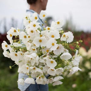 50+ Seeds| Cosmos Cupcake White Flower Seeds, Frilly Petal Blooms ...