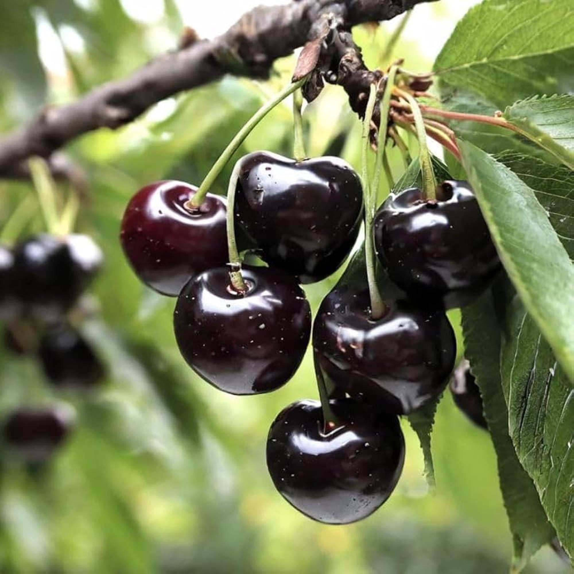 50+ Black Cherry Seeds | Sweet Dark Cherry Tree With Juicy Deep Purple ...