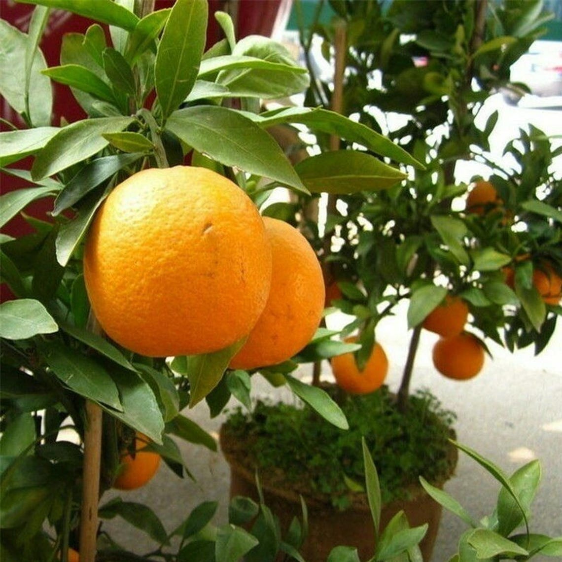 25 Seeds – Orange Tree Bonsai – Mini Citrus Tree – Indoor & Outdoor ...