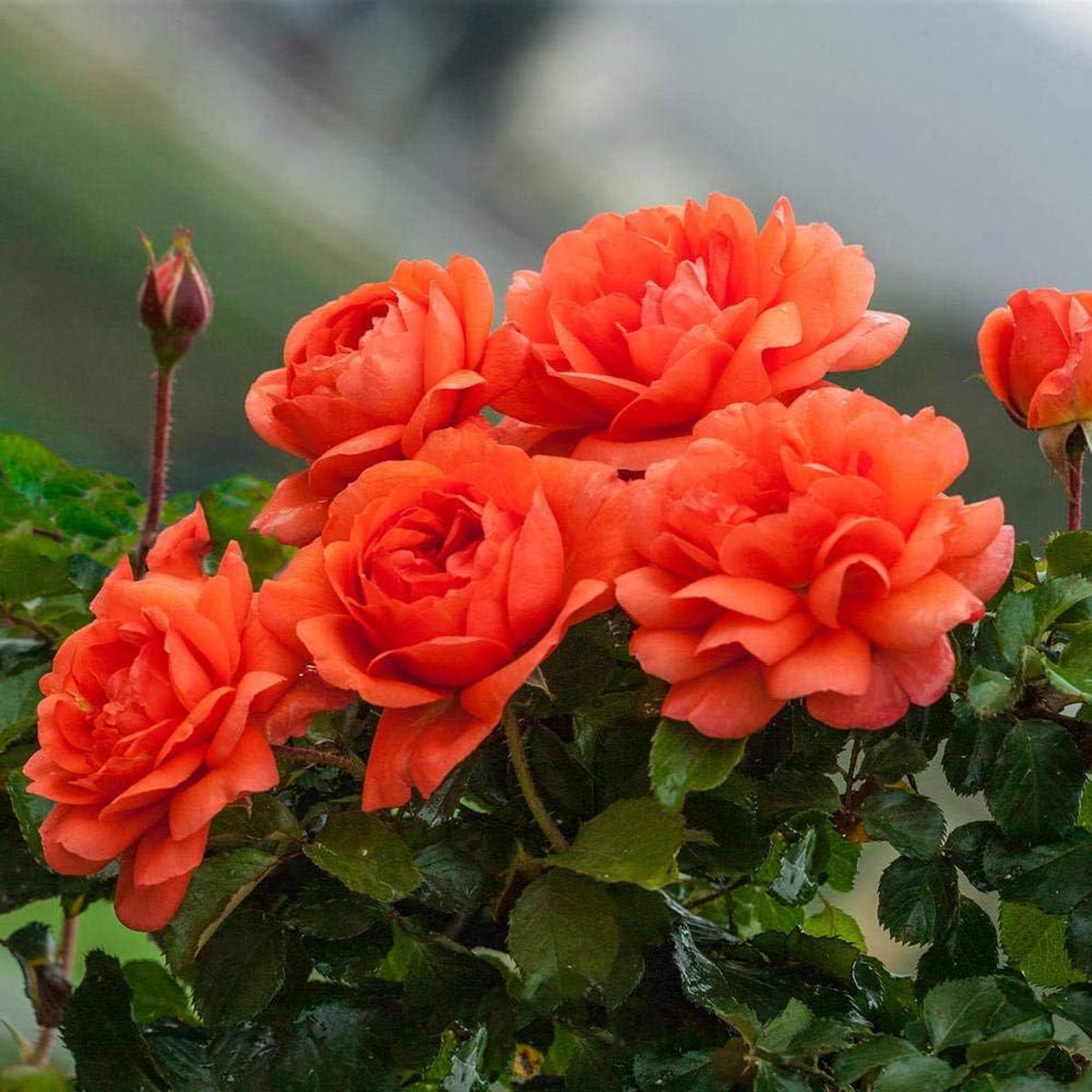 30 ORANGE CLIMBING ROSE Seeds, Climber Fragrant, Multicolor Climbing ...