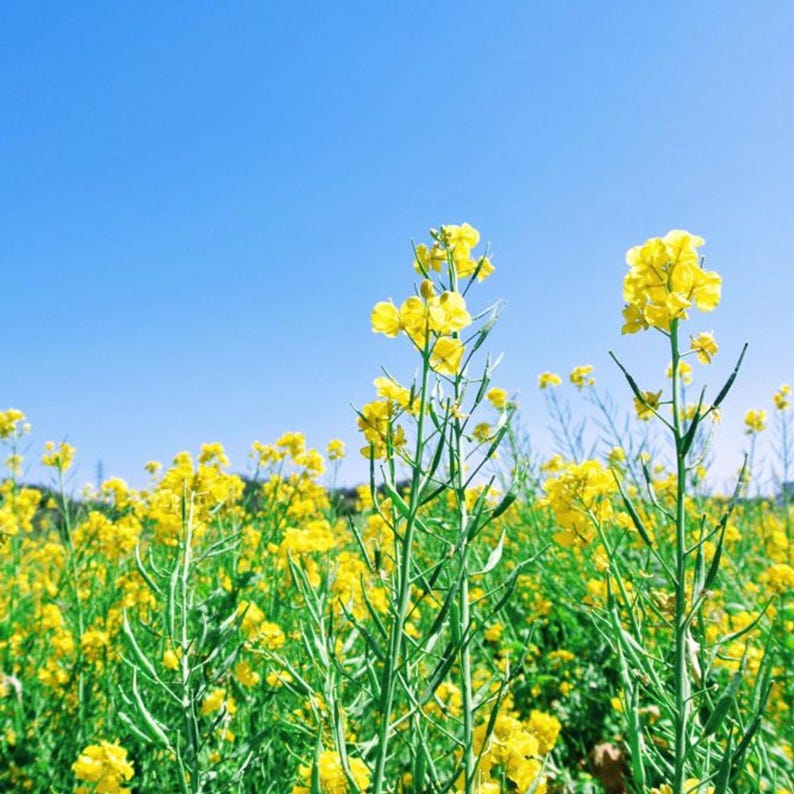2000+ Seeds | Mustard Spring Microgreens – Fast-growing, Nutrient-rich ...