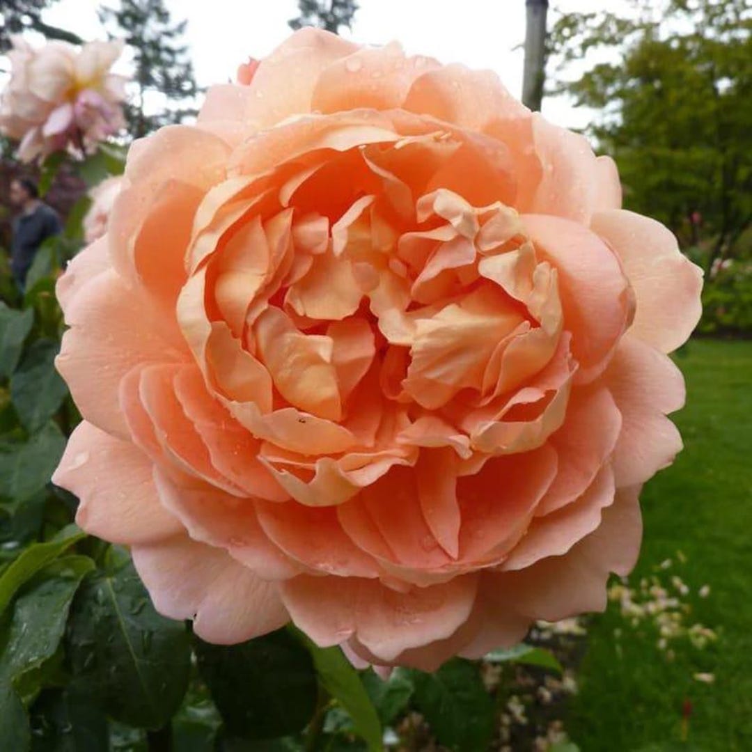 30 Polka Climbing Rose Seeds, Apricot Peach Climber Rose, Fragrant ...