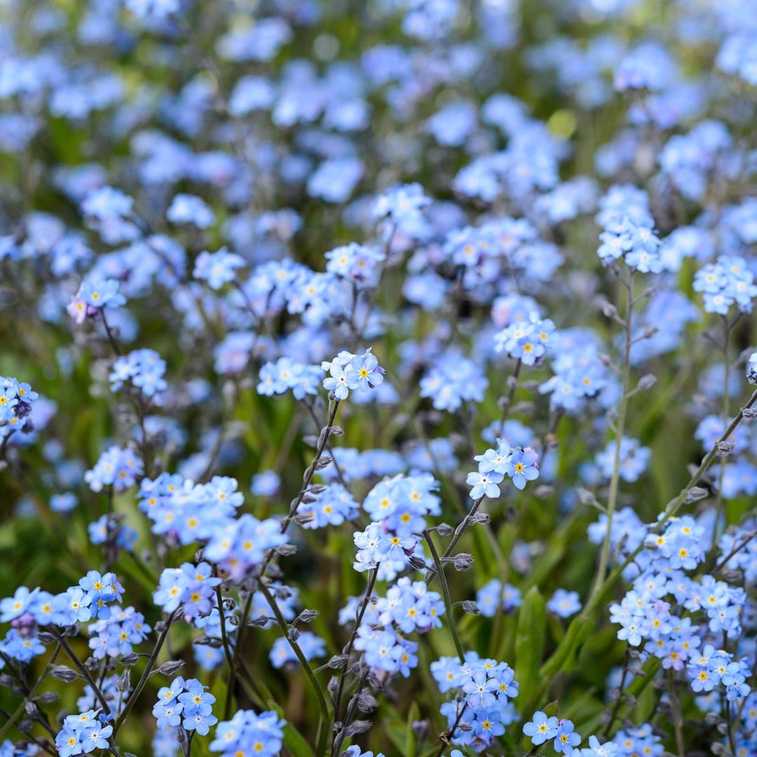 305 Myosotis Alpestris Carmine King Seeds | CHINESE BLUE Flower Blooms ...