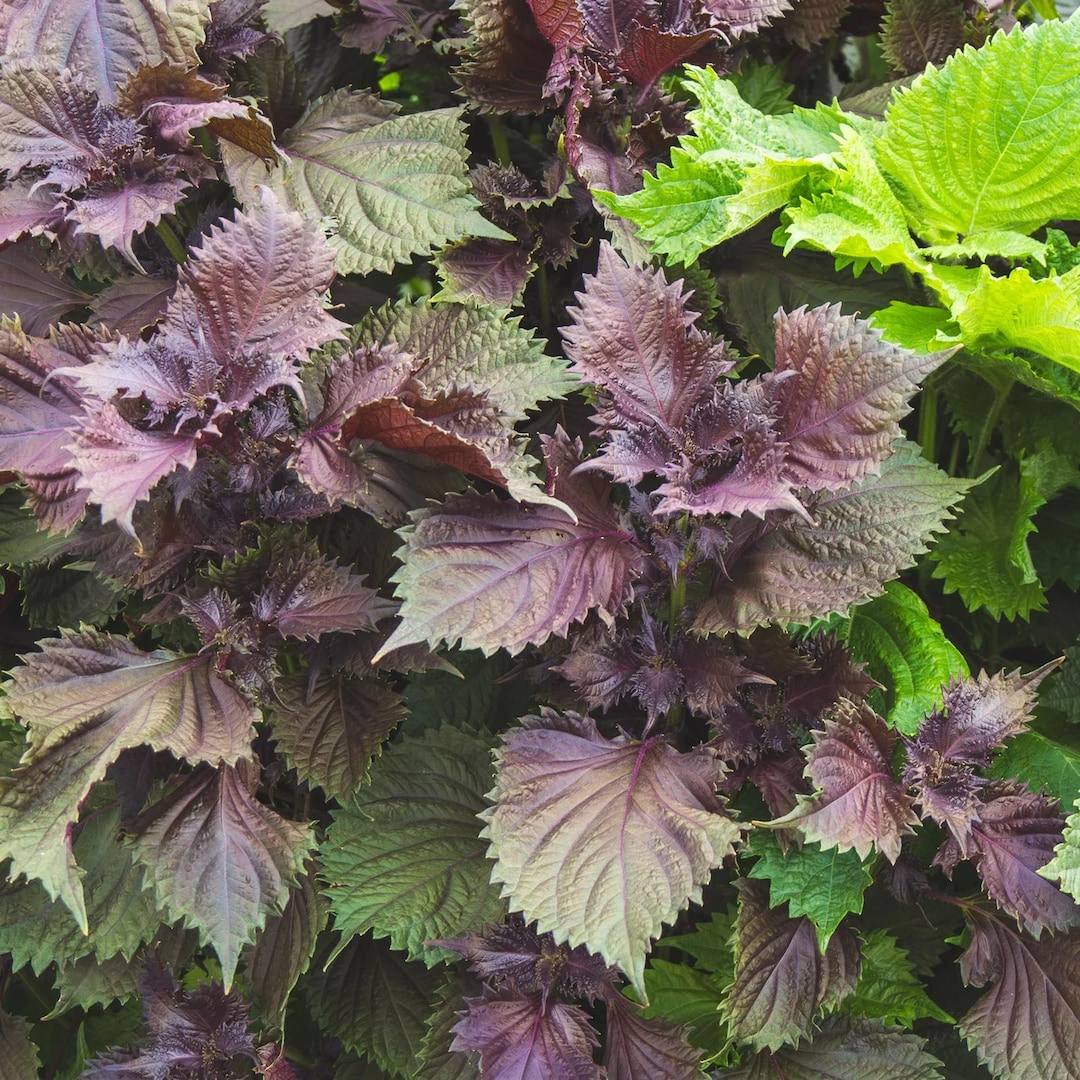 150 Purple Shiso Seeds – Japanese Perilla, Fragrant Culinary Herb ...