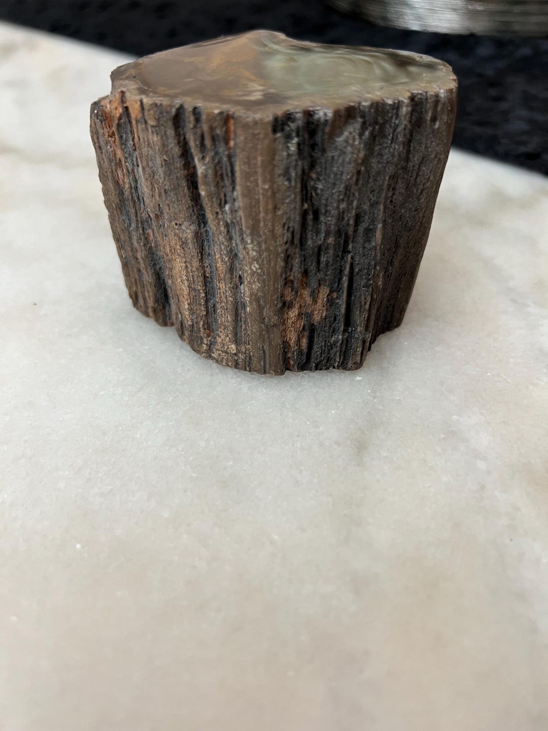 Texas Petrified Wood - Round Limb Cast - Etsy