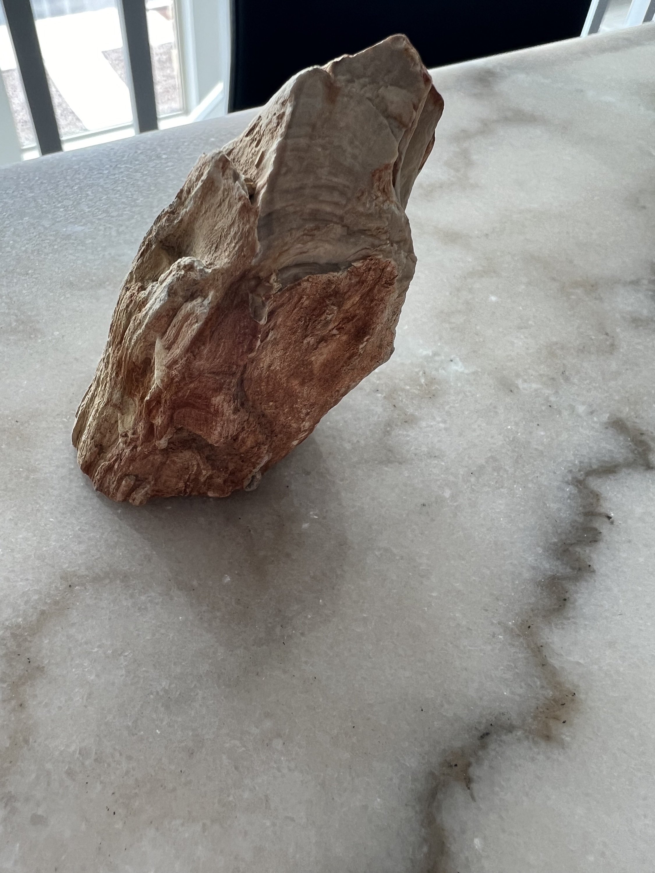 RARE Eden Valley, Wyoming Petrified Wood Limb Cast - Etsy