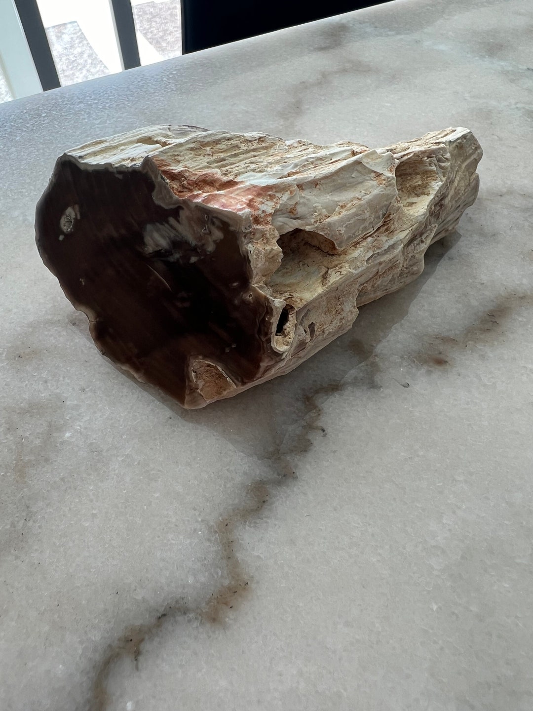 RARE Eden Valley, Wyoming Petrified Wood Limb Cast - Etsy