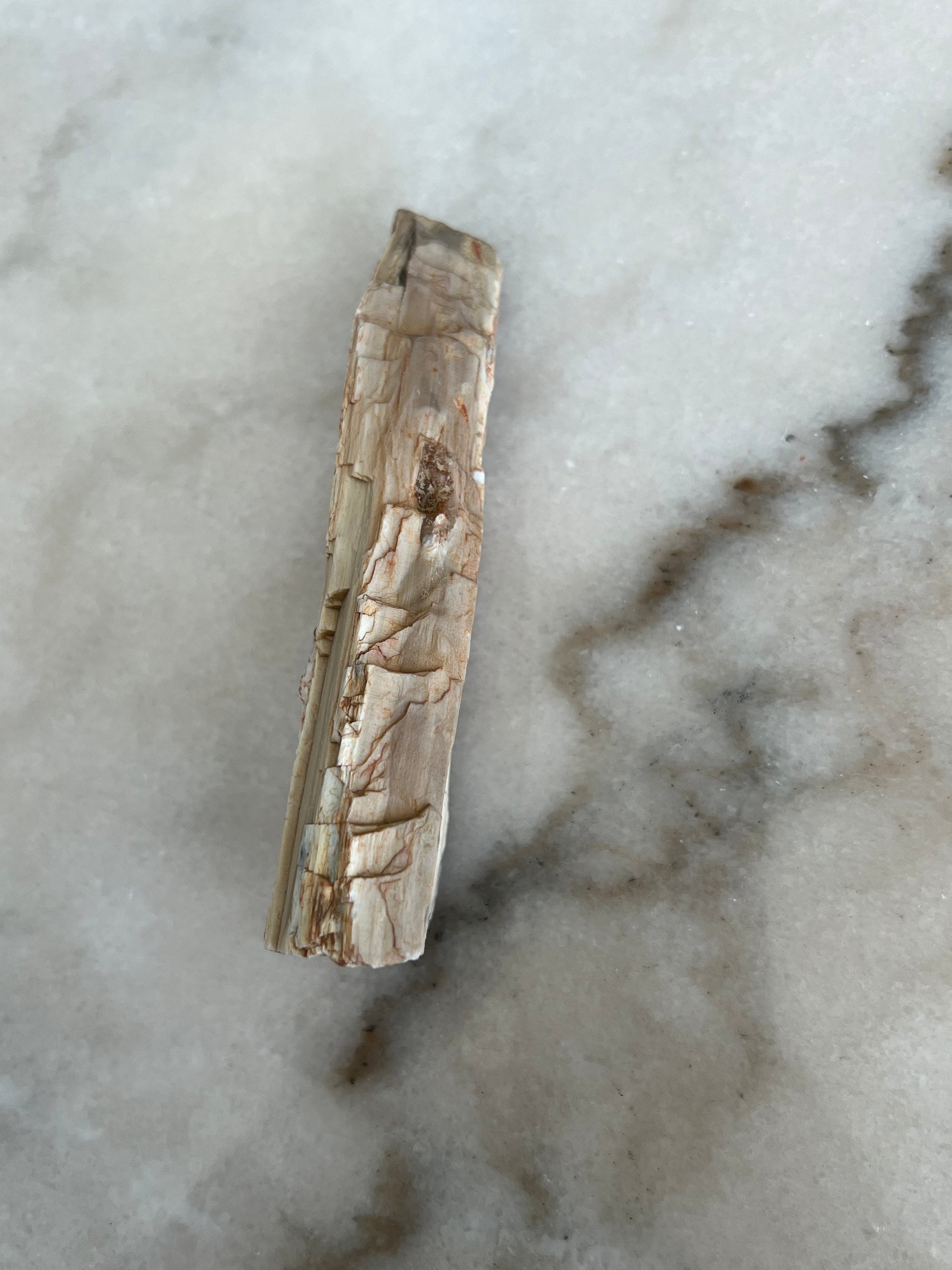 RARE Eden Valley, Wyoming Petrified Wood Twig - Etsy
