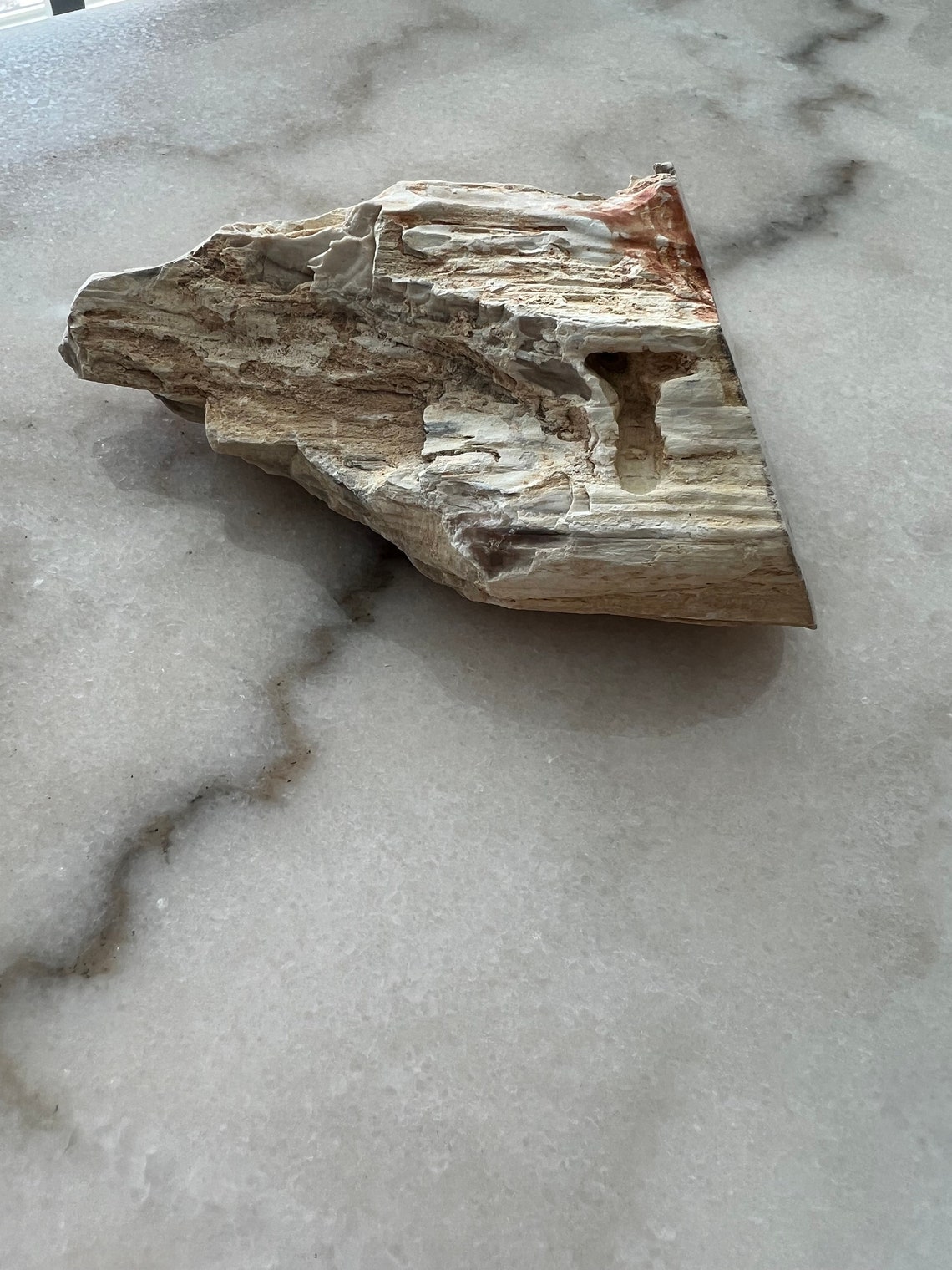 RARE Eden Valley, Wyoming Petrified Wood Limb Cast - Etsy