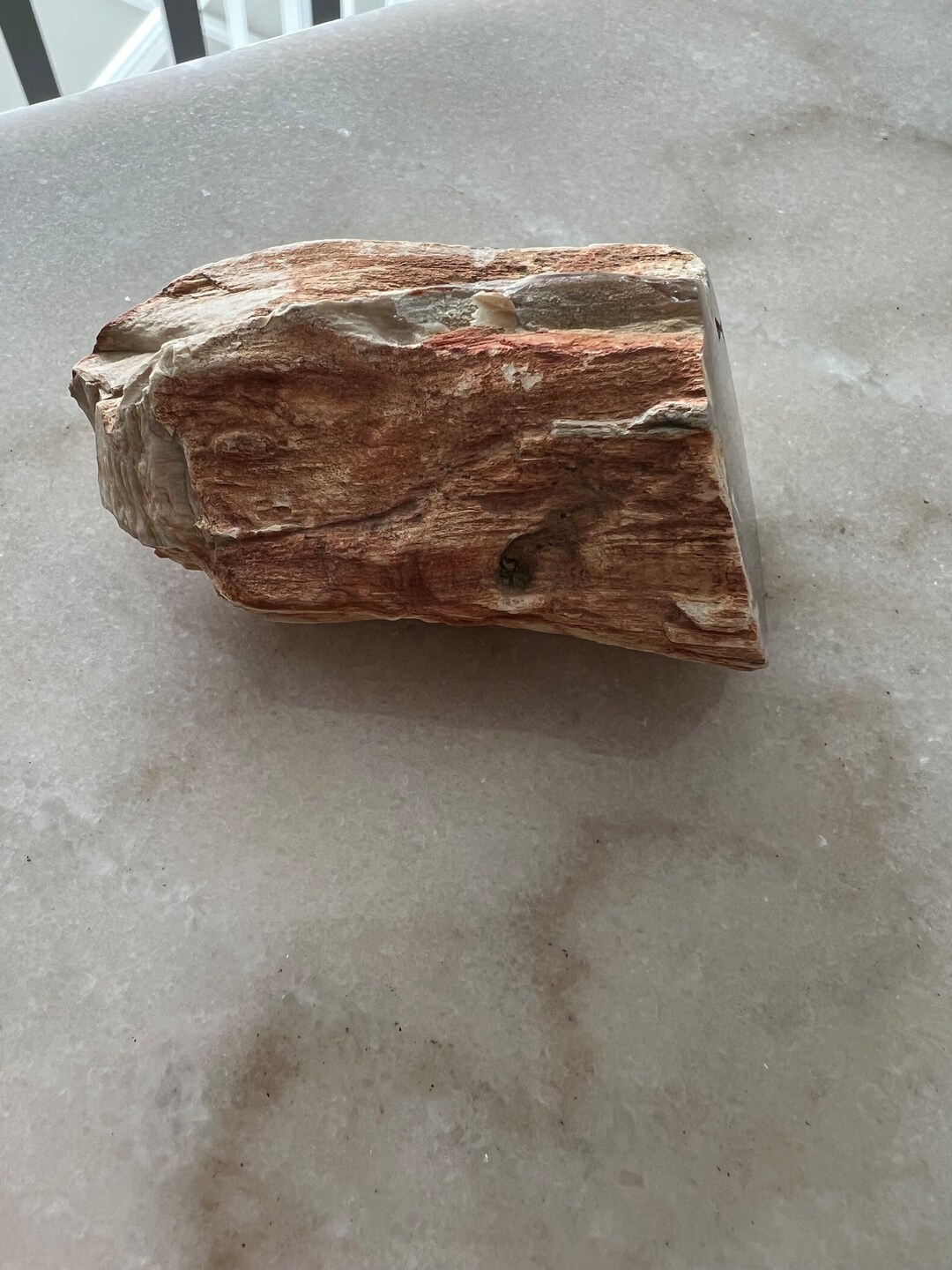 RARE Eden Valley, Wyoming Petrified Wood Limb Cast - Etsy