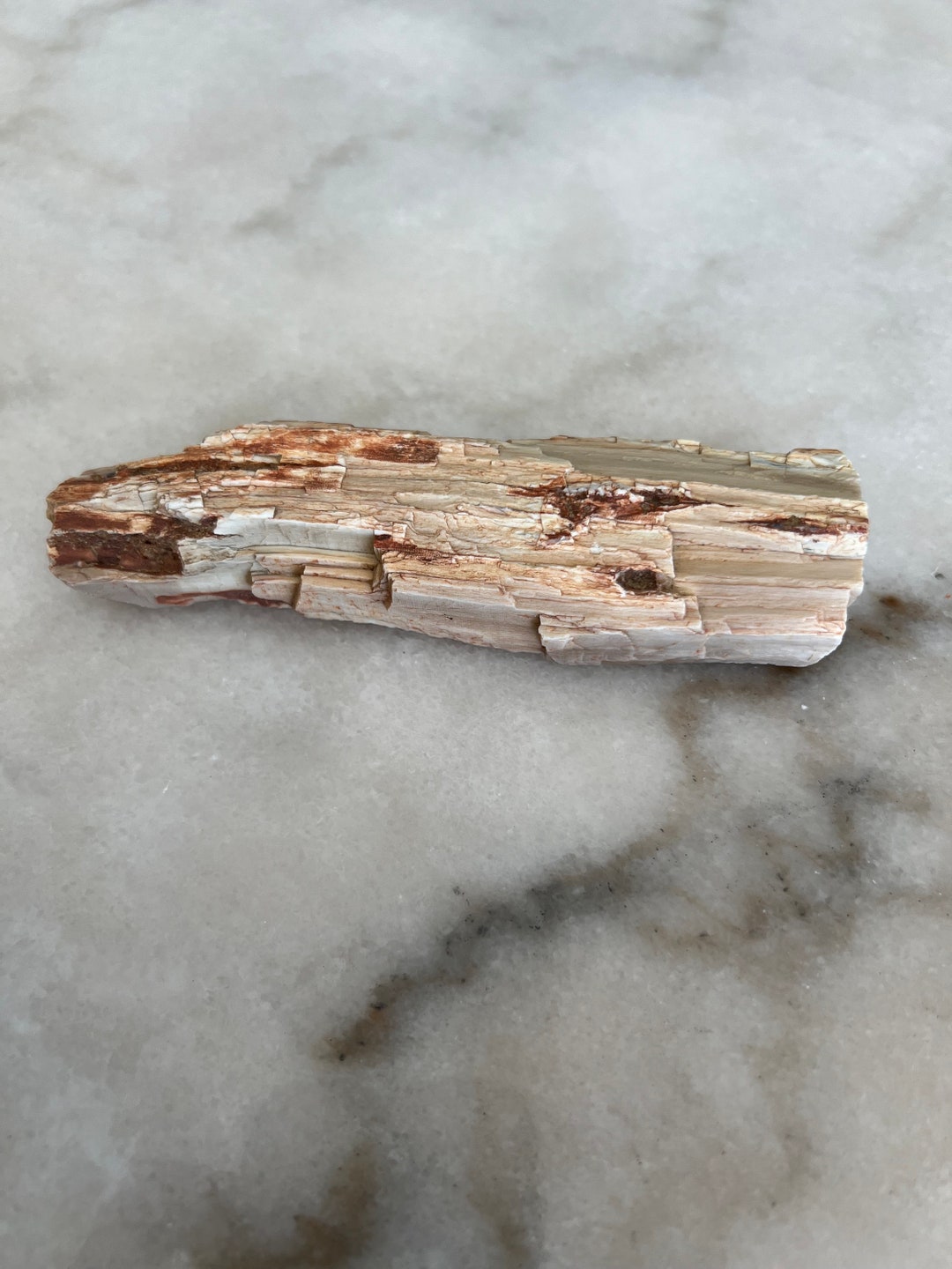 RARE Eden Valley, Wyoming Petrified Wood Twig - Etsy