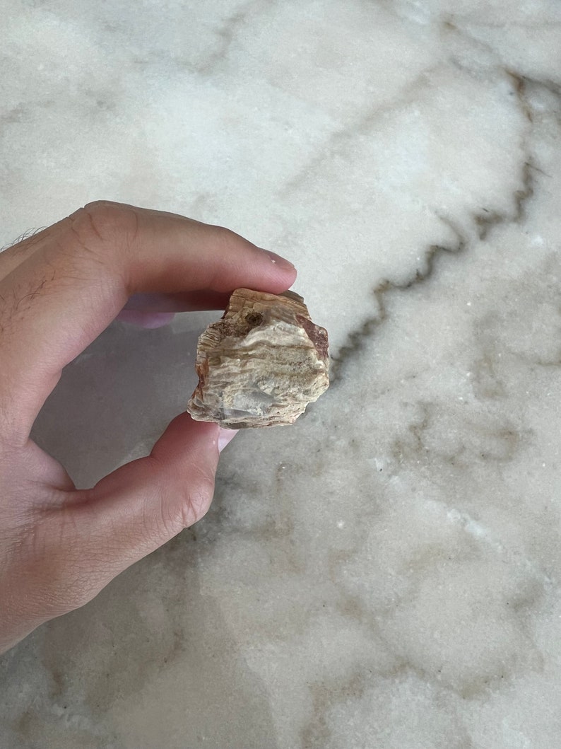 RARE Eden Valley, Wyoming Petrified Wood Twig - Etsy