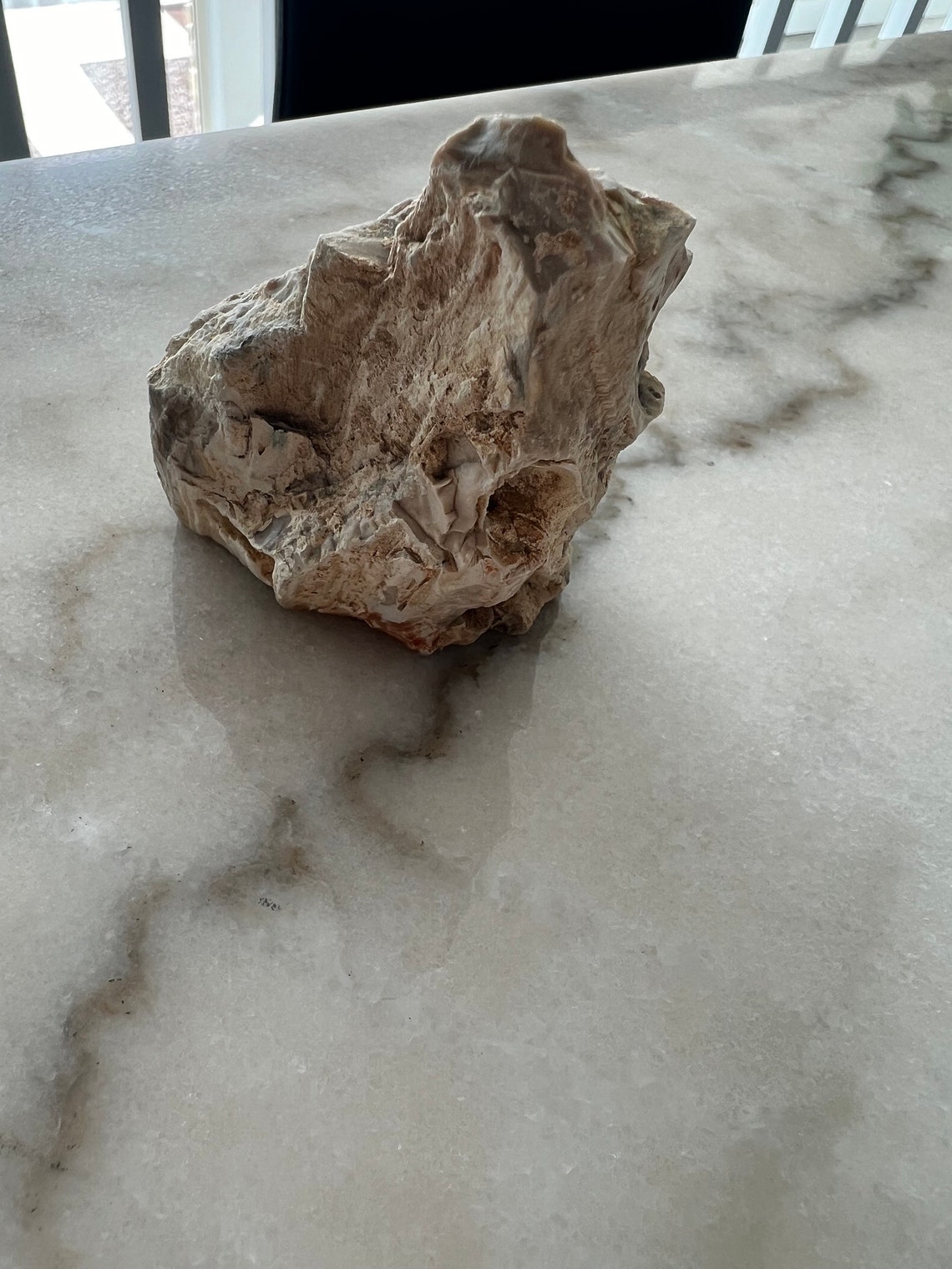 RARE Eden Valley, Wyoming Petrified Wood Limb Cast - Etsy