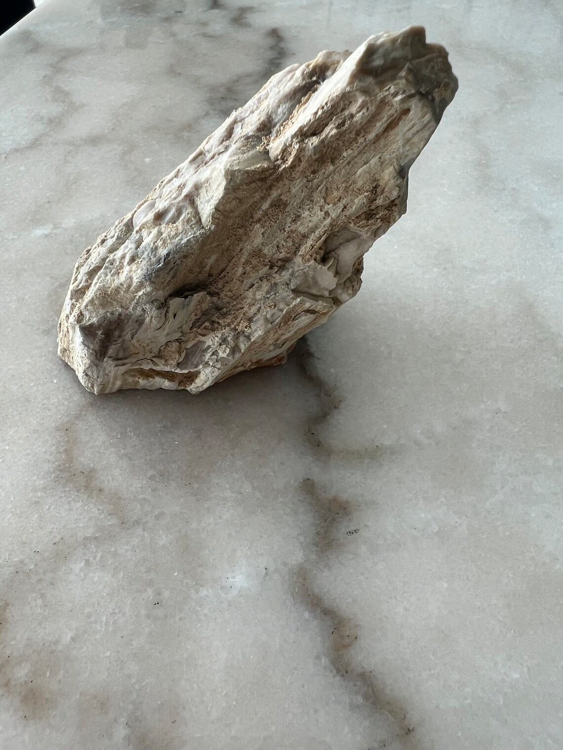 RARE Eden Valley, Wyoming Petrified Wood Limb Cast - Etsy