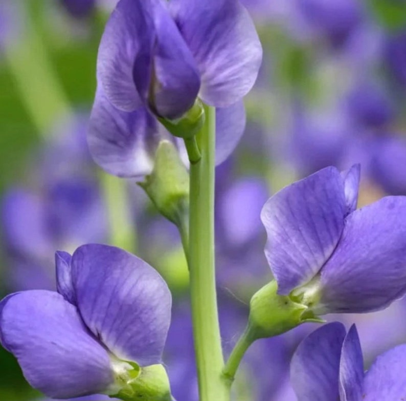 False Blue Indigo Seeds - Etsy