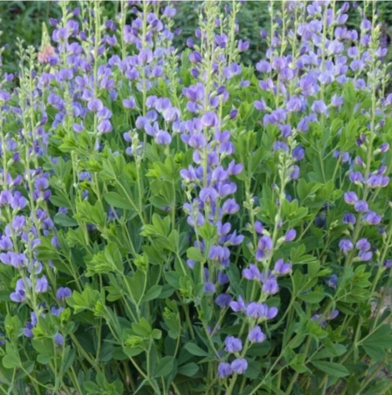 False Blue Indigo Seeds - Etsy