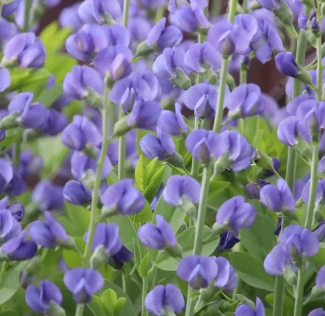 False Blue Indigo Seeds - Etsy