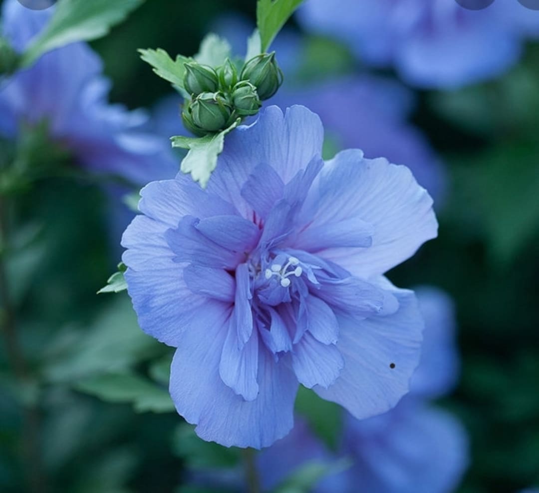 Blue Rose of Sharon Seeds - Etsy