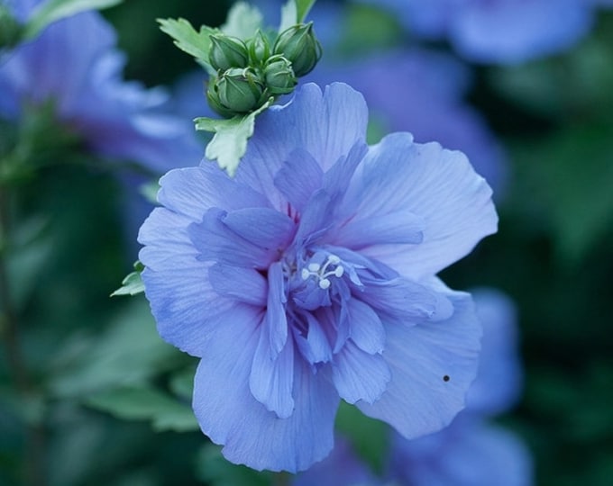 Minerva Rose of Sharon Althea Quart Pot - Etsy