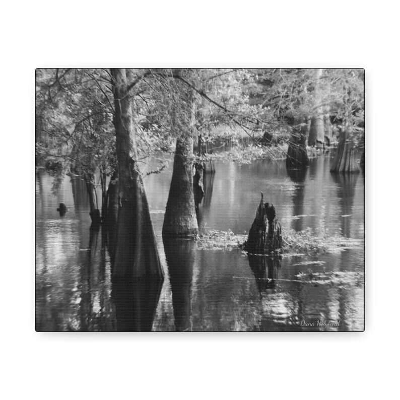 Mystic Swamp Black and White Wall Art, Canvas Gallery Wraps - Swamp ...