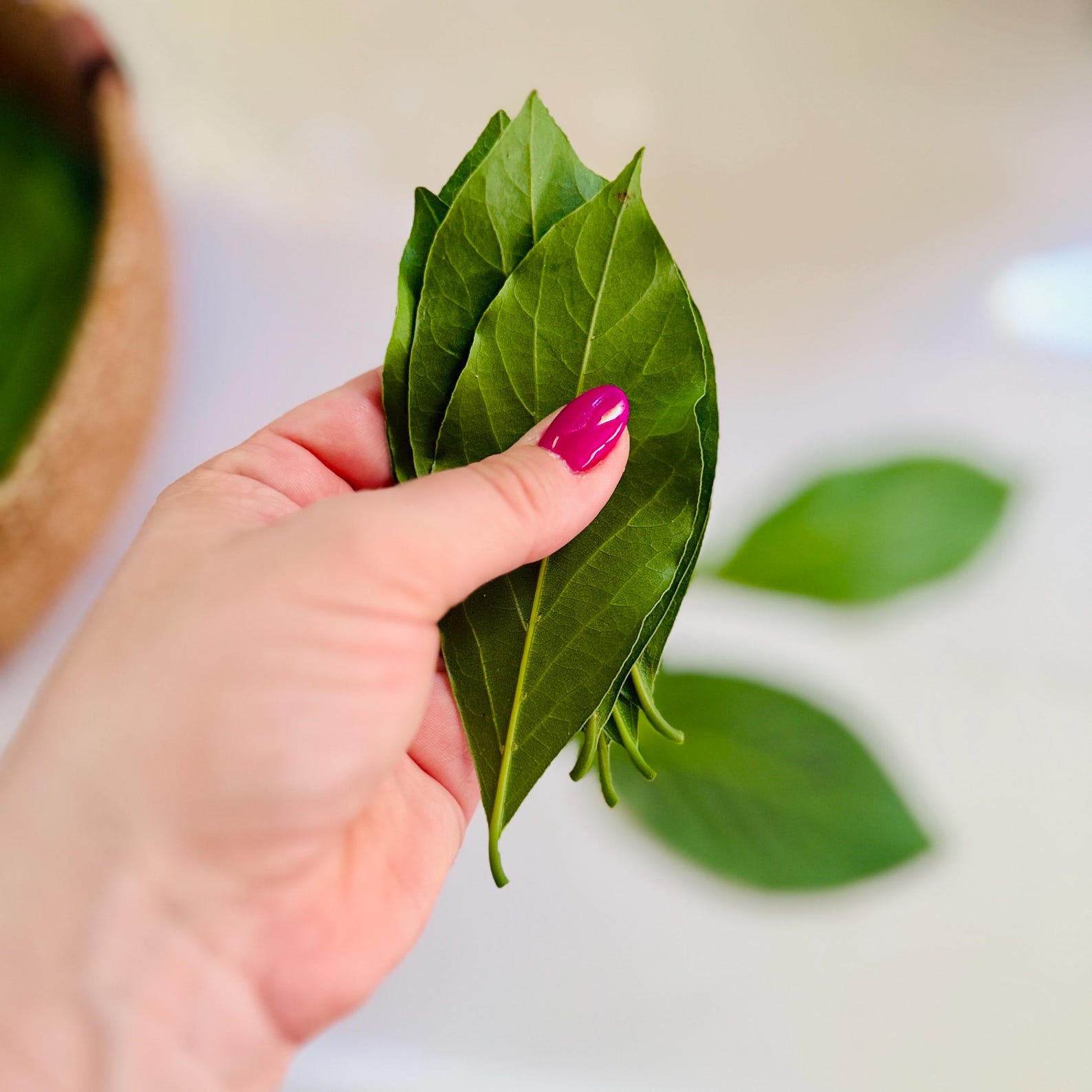 Large Bay Leaves: Organic Witchcraft Rituals, Love Spells - Etsy