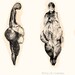 Paleolithic Venus Poster, Venus of Willendorf Illustration, Art History ...