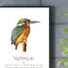 May Bird Art Print Nightingale Bird Month Print Birth Month Bird Art ...