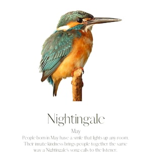 May Bird Art Print Nightingale Bird Month Print Birth Month Bird Art ...