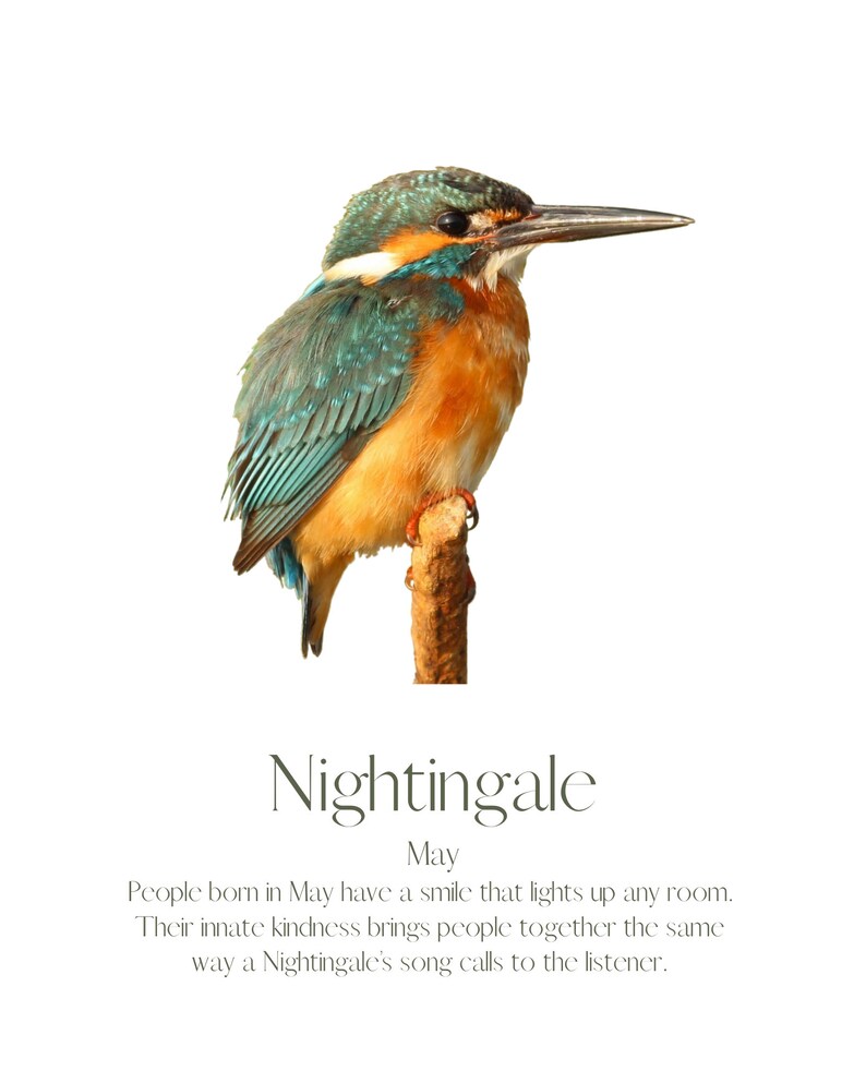 May Bird Art Print Nightingale Bird Month Print Birth Month Bird Art ...