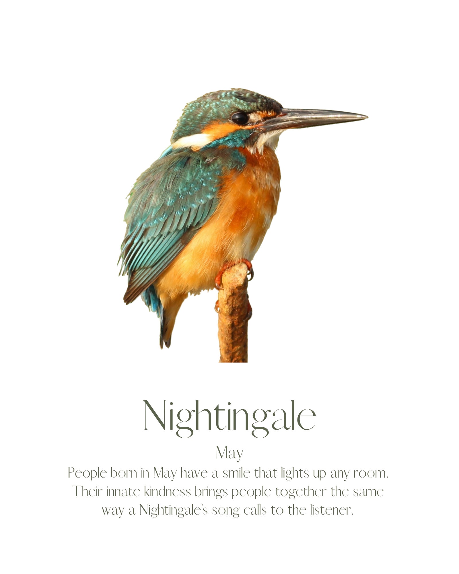 May Bird Art Print Nightingale Bird Month Print Birth Month Bird Art ...