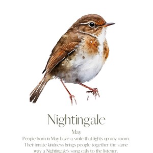 May Bird Art Print Nightingale Bird Month Print Birth Month Bird Art ...